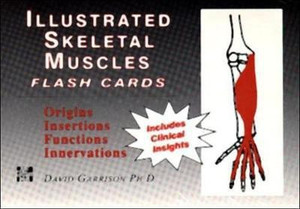 Illustrated Skeletal Muscle Flash Cards: Buy Illustrated Skeletal ...