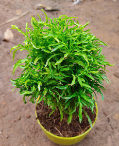 Trothic Aralia Plant Price in India - Buy Trothic Aralia Plant online ...
