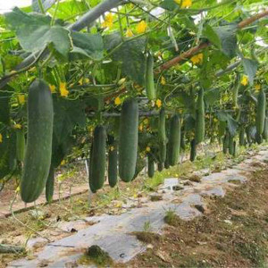 YOUNG STAR (IND -15 ) HYBRID CUCUMBER (KHEERA) SEEDS Seed Price in ...