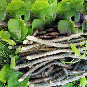 COWWAL'S GROUP Giloy Plant Price in India - Buy COWWAL'S GROUP Giloy ...