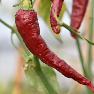 Fresh KASHMIRI MIRCHI SEEDS Seed Price in India - Buy Fresh KASHMIRI ...