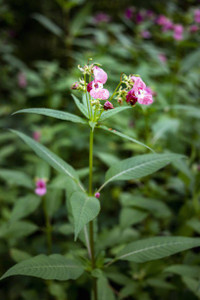 Splorias Gardening Balsam Flower, Balsam Dopati Seed Price in India ...