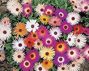 Paudha Mesembryanthemum mix (burf) Seed Price in India - Buy Paudha ...