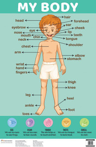 My Body : Charts: Buy My Body : Charts by unknown at Low Price in India ...
