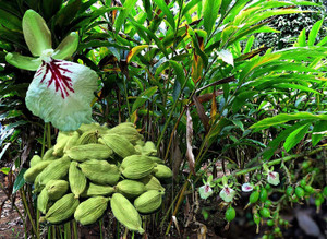 VibeX ® RXI-27 Chota Elach -Cardamom -Veldode -Yallaki -EalaChai Seed ...