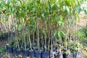 EVY Perfume Tree Plant Price in India - Buy EVY Perfume Tree Plant ...