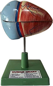 WE CARE PSW PRODUCTION PAULSCIENTIFICWORKS HEART MODEL Anatomical Body ...