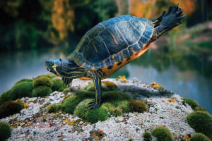 LuckyTortoise Poster| Turtle Poster for Good Luck, Wealth, Protection ...