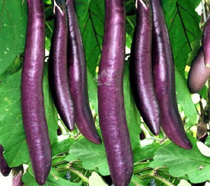 Sjeme Pusa purple long brinjal / baigun Seed Price in India - Buy Sjeme ...