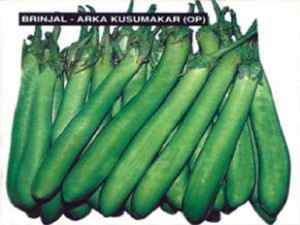 KRISHNA Arka kusmukar brinjal / baigun seeds Seed Price in India - Buy ...