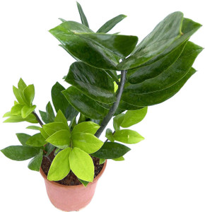 Vibrant Green ZZ Plant Price in India - Buy Vibrant Green ZZ Plant ...
