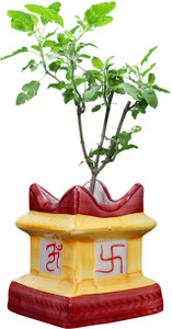 Jimkia Tulsi Plant Container, Ceramic Planter Small Size ( Chokar Tulsi ...