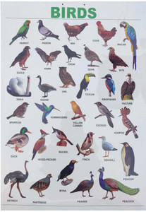 Birds Chart Plastic Laminated Wall Hanging Easy Clean Photographic ...
