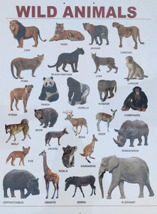 Wild Animals Chart Plastic Laminated Wall Hanging Easy Clean ...