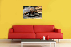 Vastu Sulcata Tortoise Sticker Poster|Turtle Tortoise Poster for Wall ...