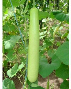 Antier Sumant Bottle Gourd Seed Price in India - Buy Antier Sumant ...