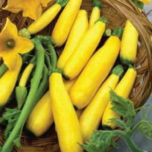PEARL Squash Yellow Seed Price in India - Buy PEARL Squash Yellow Seed ...