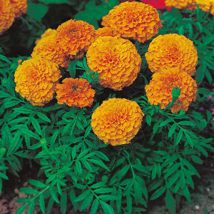 plantseeds marigold, genda Seed Price in India - Buy plantseeds ...