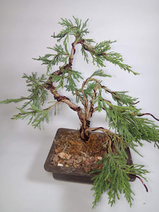 green paradise Juniper Plant Price in India - Buy green paradise ...