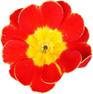 Nema Europe Primula malacoides Seeds - Red and Yellow Seed Price in ...