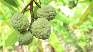 Paudha Custard Apple Seed Price in India - Buy Paudha Custard Apple ...