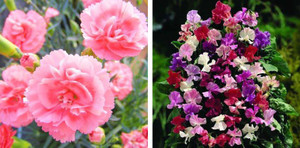dreamseawaves Carnation&Sweet Peas Spencer Mixed Seed Price in India ...