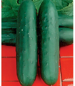 Sjeme Dasher ii Cucumber Seeds- 15 Seed Price in India - Buy Sjeme ...