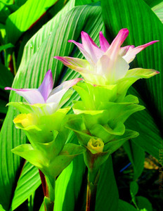 Navya germination Curcuma Longa|Ginger|Turmeric Flower Best Pack of 15 ...