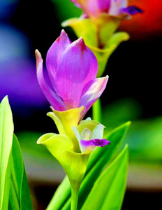 Navya germination Curcuma Longa|Ginger|Turmeric Flower Best Pack of 20 ...