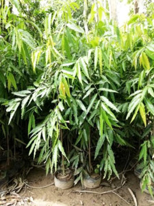 DAIVISH Ashok Plant Price in India - Buy DAIVISH Ashok Plant online at ...