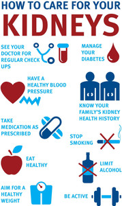 Human Kidney Anatomy Poster for Hospital Poster Nursing Home Poster ...