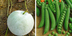 dreamseawaves ASH GOURD&PEAS (MATAR) Seed Price in India - Buy ...