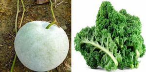 xcentax ASH GOURD, GREEN KALE BRASSICA OLERACEA Seed Price in India ...