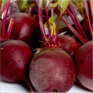 YOUNG STAR (BT80) PREMIUM HYBRID CHAKUNDAR (BEET ROOT),100% GERMINATION ...