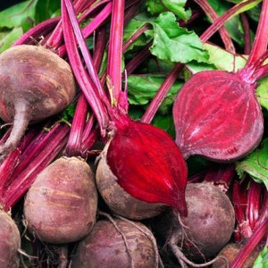 YOUNG STAR (BT52) HYBRID CHAKUNDAR ,BEET ROOT Seed Price in India - Buy ...