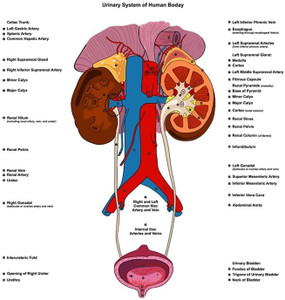 Urinary System Wall Poster Urinary Anatomy Poster Clinic Poster 12 X 18 ...