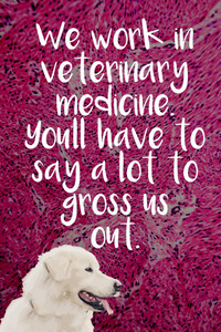 Veterinary Hospital wall poster All Thoughts Dogs cats Wall Poster ...