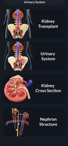 Urinary System Wall Poster Urinary Anatomy Poster Clinic Poster Paper ...