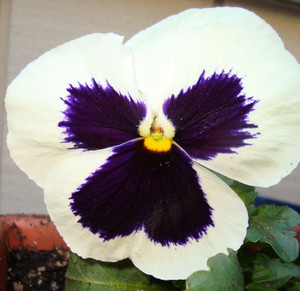 CYBEXIS Pansy Flower Seeds - Swiss Giant White Blotch Seed Price in ...
