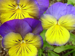 YOUNG STAR (IND*37 ) POTENT HYBRID MIX COLOUR FARMER CHOICE PREMIUM ...