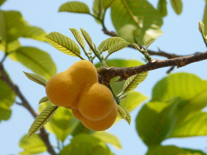 JD DAS AND SONS PLANTS Jack Fruit Plant Price in India - Buy JD DAS AND ...