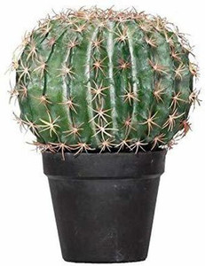 Dream mall Barrel Cactus Plant Price in India - Buy Dream mall Barrel ...