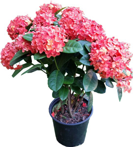 Bee Green Trothic Ixora/Chethi Plant Price in India - Buy Bee Green ...