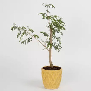 Greenery Nursery Shami/Jand Plant Price in India - Buy Greenery Nursery ...