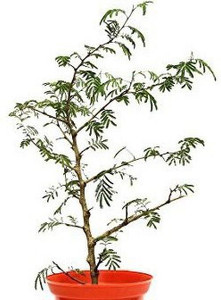 pankaj nursery Shami/Jand Plant Price in India - Buy pankaj nursery ...