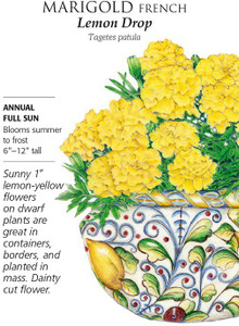 VibeX Marigold, “Lemon Drop French” Seeds Seed Price in India - Buy ...