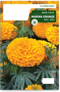 DIOART Hybrid Marigold Marina Orange Seeds Seed Price in India - Buy ...