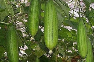 LYRS Desi Tori Seed Price in India - Buy LYRS Desi Tori Seed online at ...