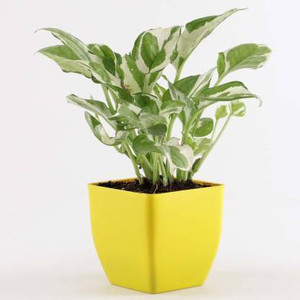 WB Wood Gibbs Two Layer Bamboo Plant Price in India - Buy WB Wood Gibbs ...