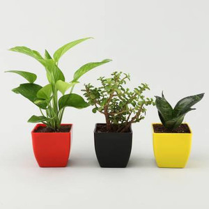 GREENZ Money Plant Price in India - Buy GREENZ Money Plant online at ...